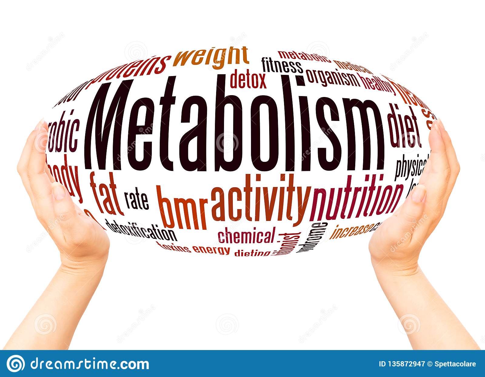 metabolism-word-cloud-hand-sphere-concept-white-background-metabolism ...